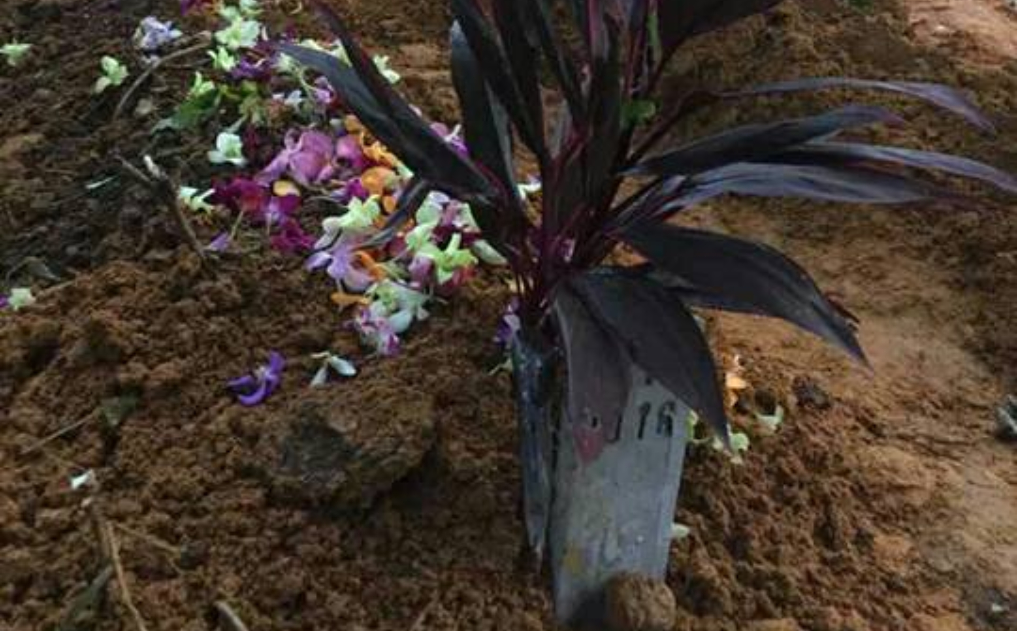 (Video)''Umurnya Pencen, Ibadahnya Belia'', Kisah Pengakhiran Pak Osman ...