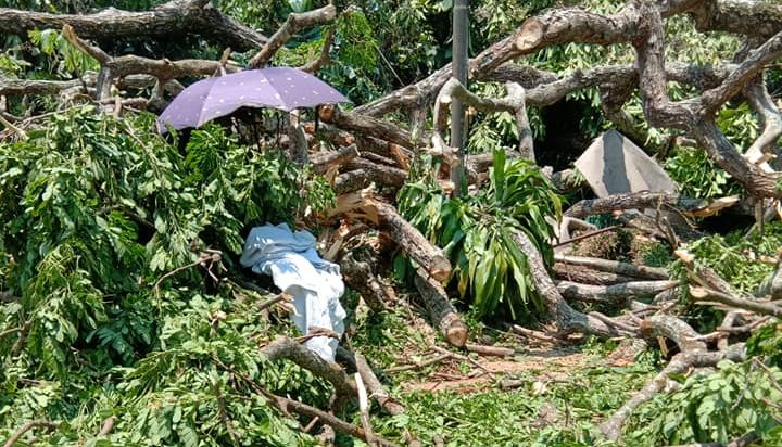 Warga Emas Maut Dihempap Pokok