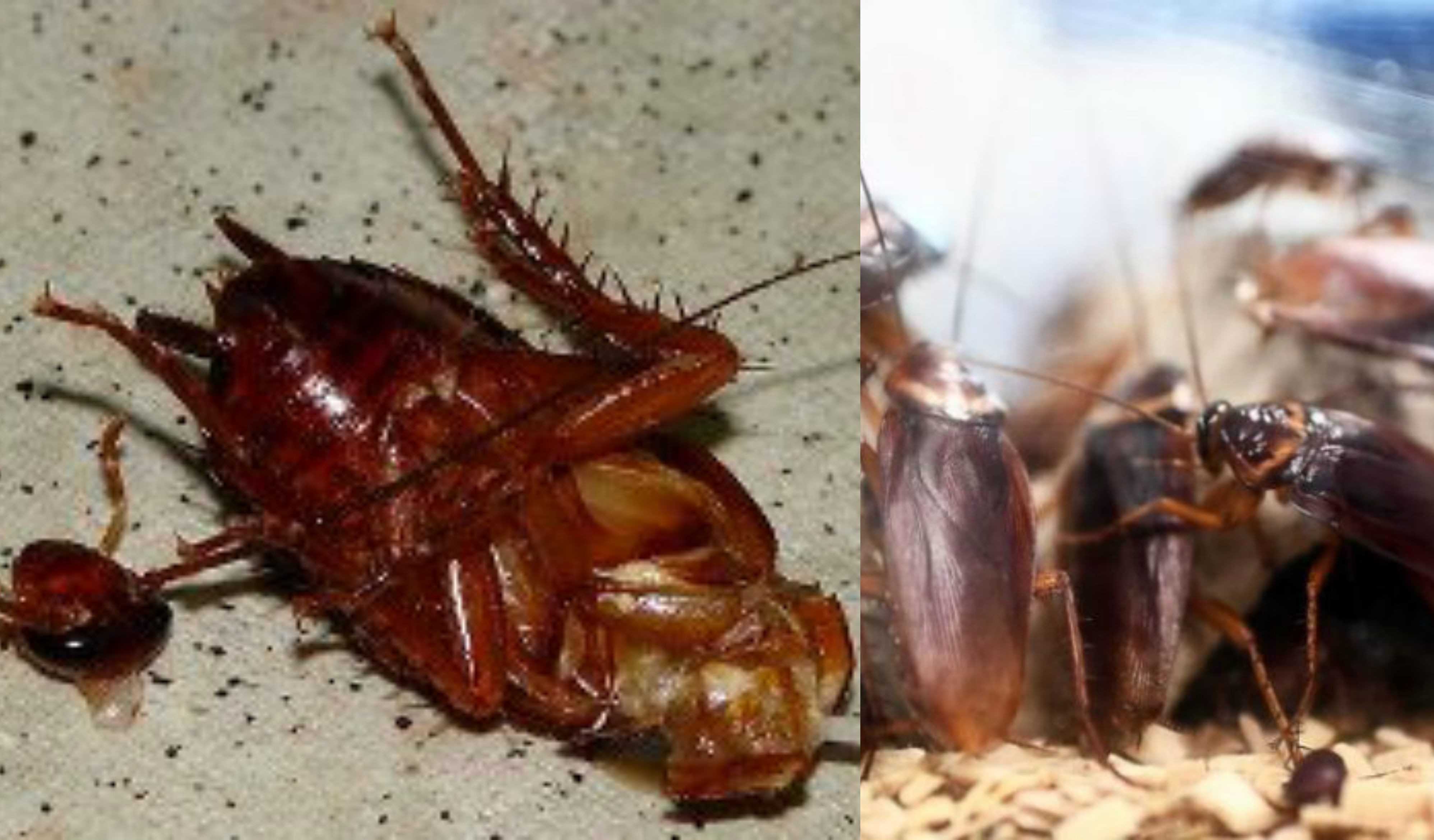 Lipas Boleh Hidup Tanpa Kepala Dalam Tempoh Berminggu, Ini Rahsianya