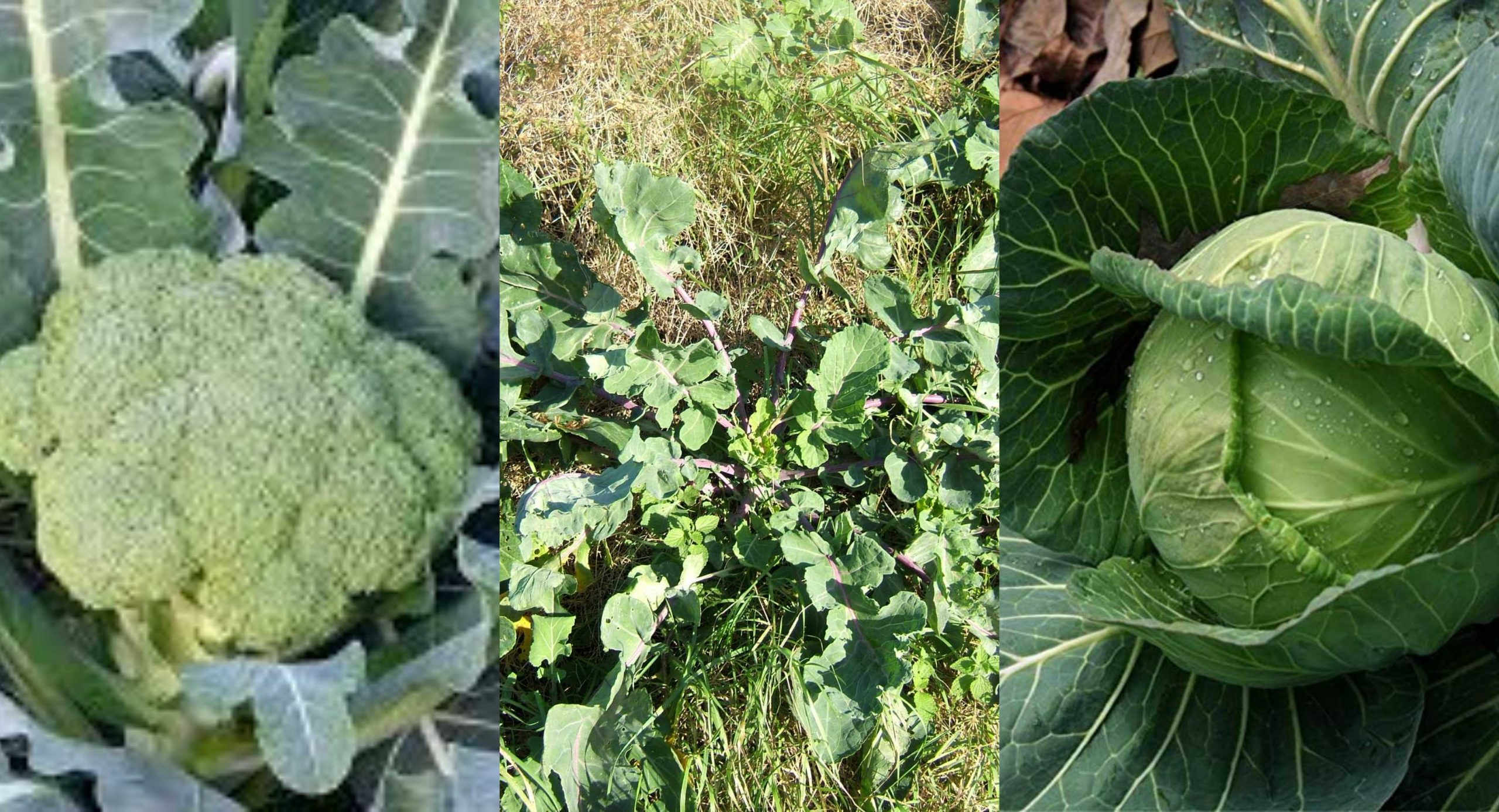 Ajaib, Satu Pokok Tapi Mampu Hasilkan Banyak Jenis Sayuran