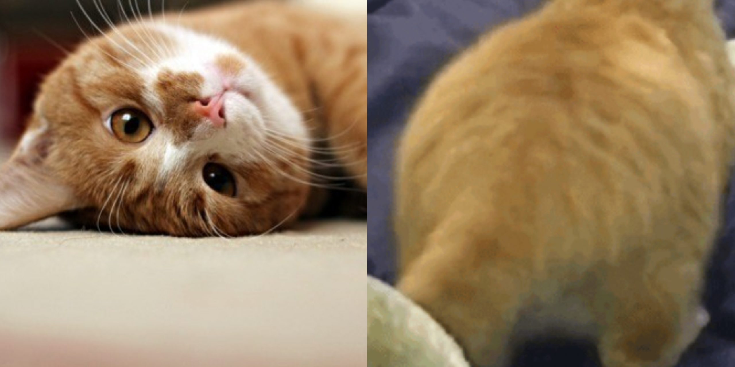 Kenapa Kucing Menggerakkan Punggungnya Sebelum Menerkam?