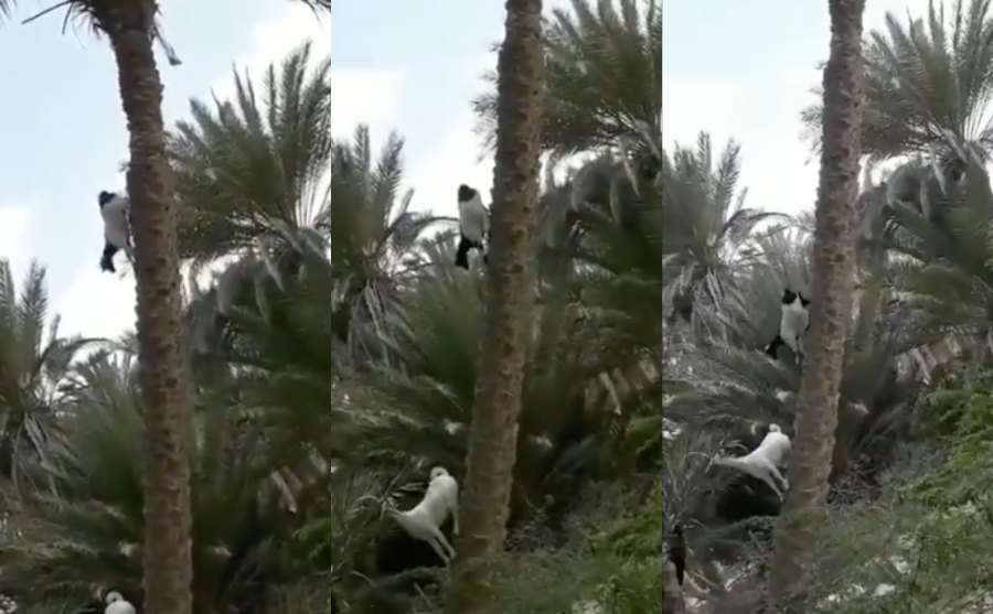 (Video) ''Ini Dah Macam Spidergoat..'' Viral Kambing Selamba Panjat ...