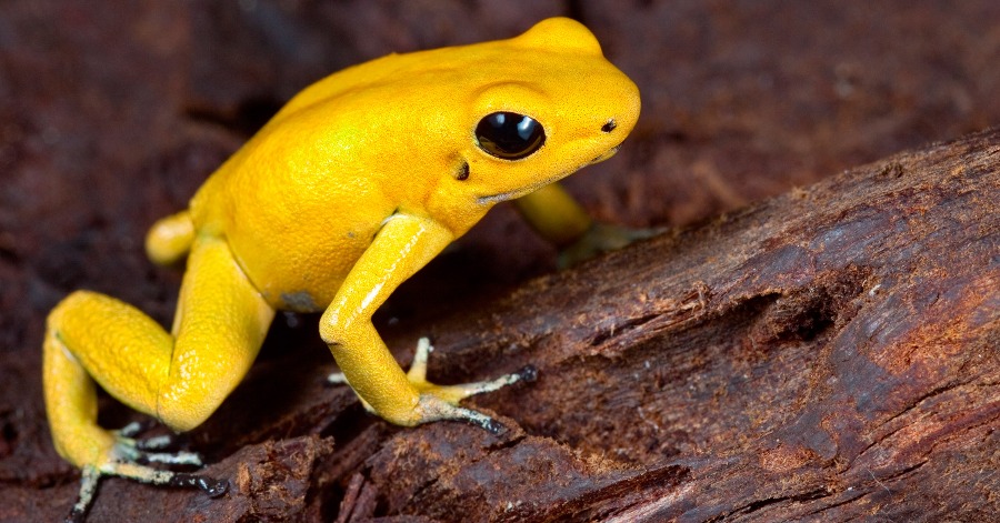 Nampak Cantik & Warna Menarik, Ini Kuasa Racun Boleh Bunuh Manusia Yang ...