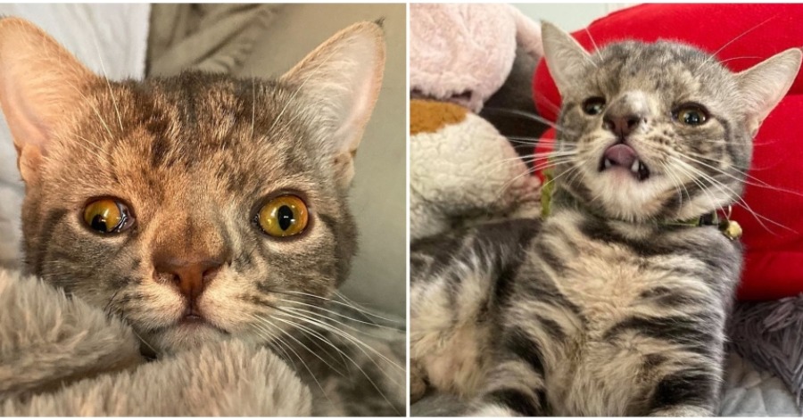 Maverick Si Kucing 'Down Syndrome', Kisah Hidupnya Yang Pilu Kini Sudah ...