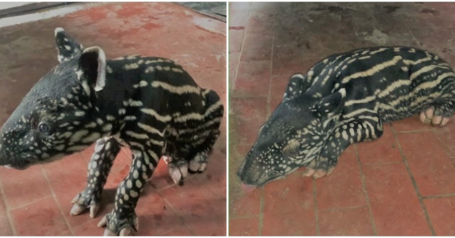 PERHILITAN Buka Peluang Untuk Orang Ramai Namakan Anak Tapir Baru Lahir