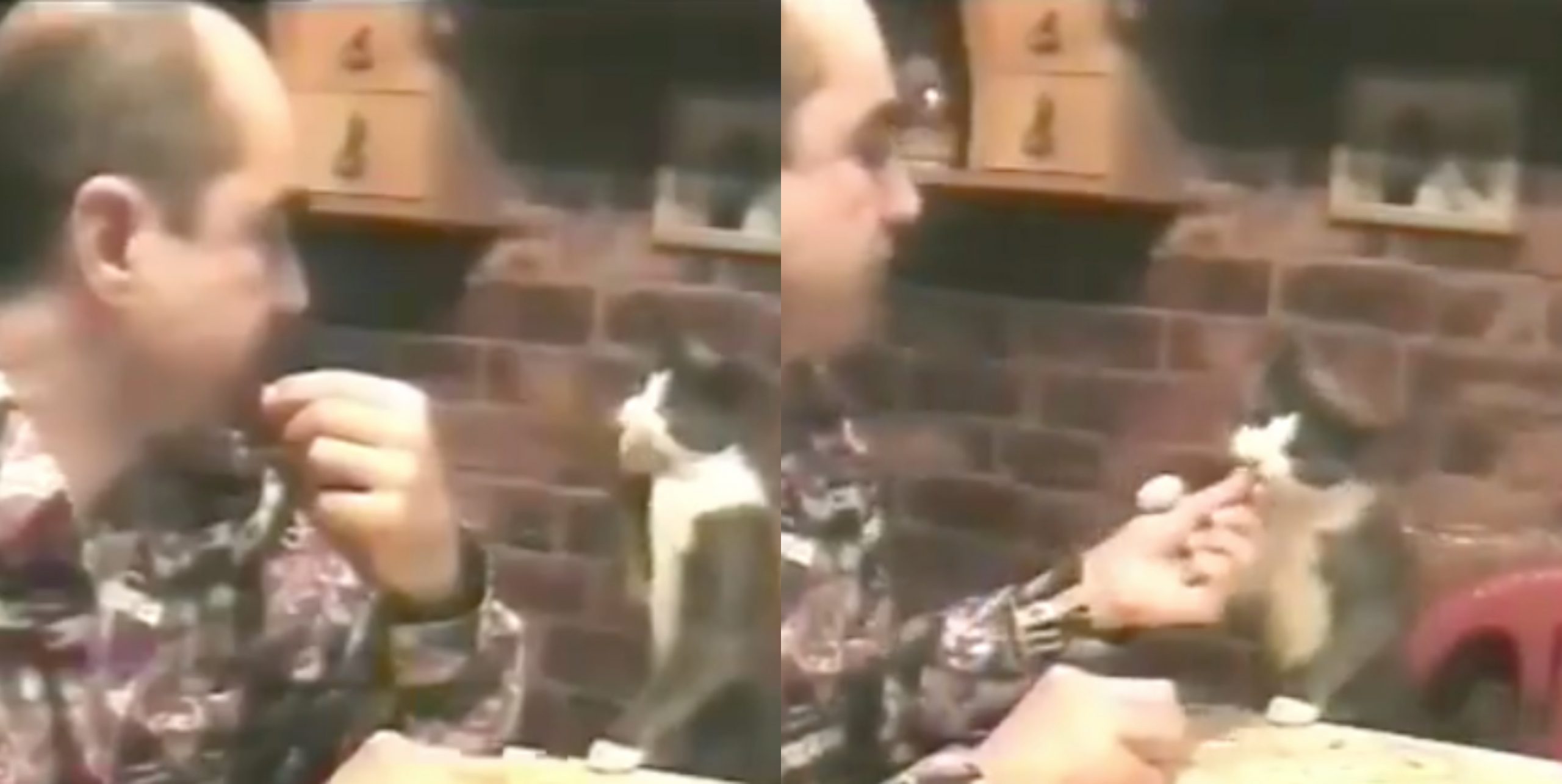 (Video) Kucing Bagi Isyarat Minta Makan Daripada Tuan Yang Pekak