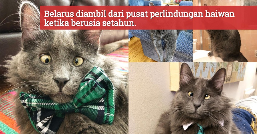 (Video) Aksi Kucing Bermata Juling Tetap Comel, Pukau Ribuan Peminat Di ...