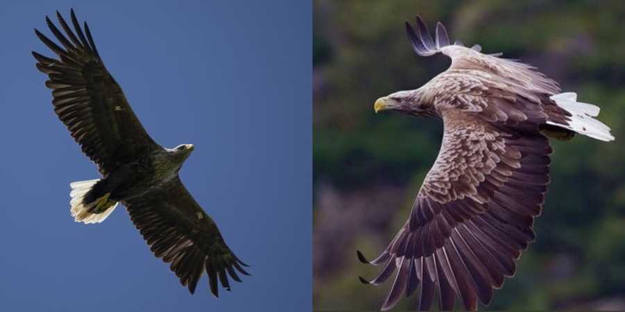 Selepas 240 Tahun Hilang, Helang Ekor Putih Kembali Terbang 'Gagah' Di ...