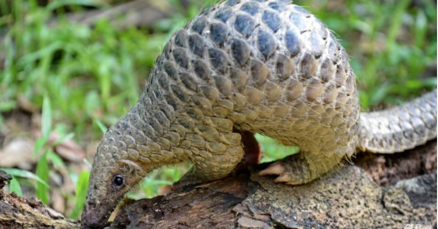 China Keluarkan Tenggiling Dari Senarai Rasmi Ubatan Tradisional