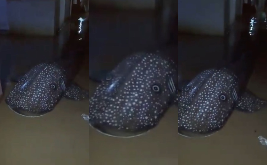 (Video) Tular Katanya 'Yu Paus' Sesat Masuk Rumah Waktu Banjir, Rupanya ...