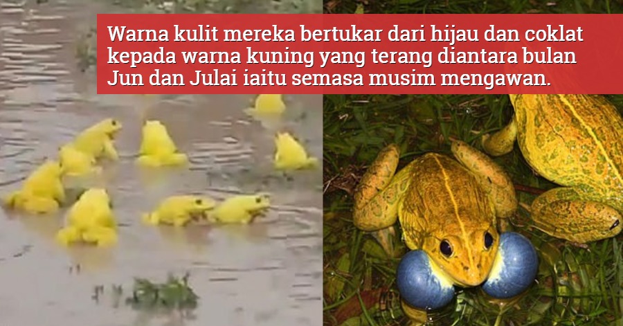 (Video) Aksi Katak Kuning Elok 'Berkumpul' Untuk Mengawan Dirakam ...
