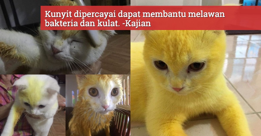 Macam Pikachu, Foto Viral Kucing Dijangkiti Kulat Jadi Kuning Gara-gara ...