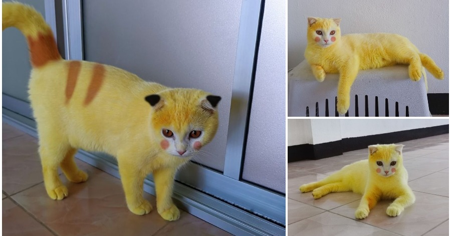 Comel Tompok Merah Di Pipi, Foto Terbaru Kucing Digelar ‘Pikachu’ Tarik ...