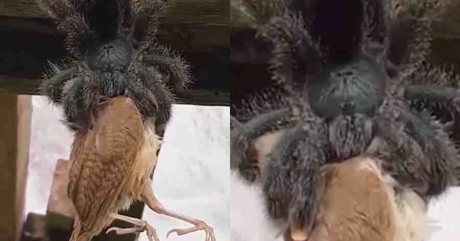 (Video) Rakaman Labah-Labah Besar 'Baham' Seekor Burung Bikin Meremang ...