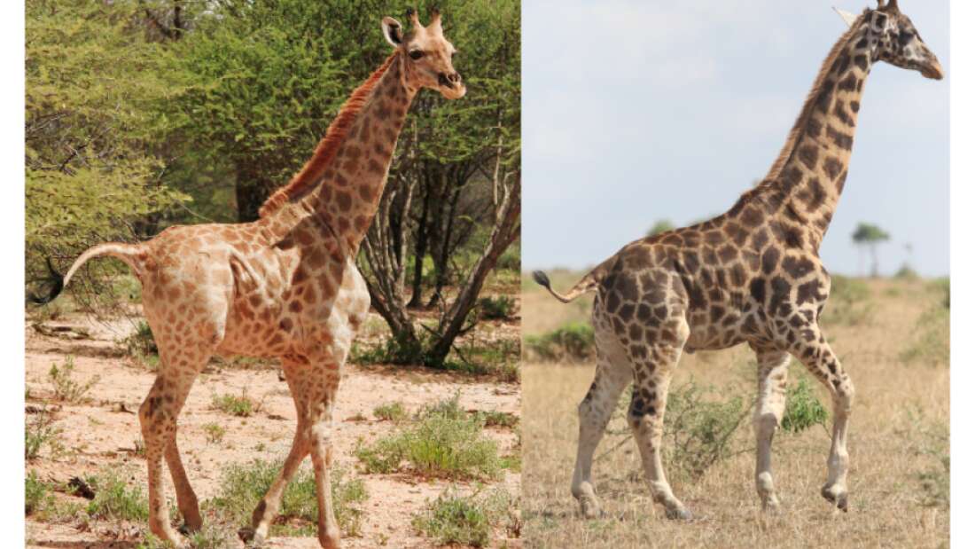 Penemuan Zirafah Kerdil Dalam Hidupan Liar Buat Pertama Kali