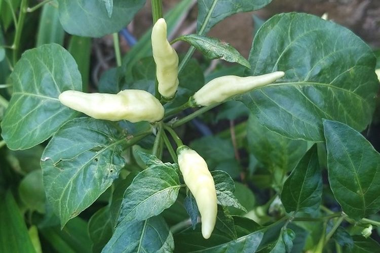 Tips Tanam Cili Supaya Berbuah Dengan Lebat Dan Sihat