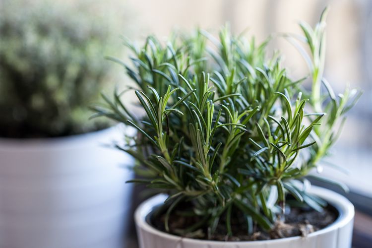 8 Tanaman Herba Yang Mampu Membersihkan Dan Mewangikan Rumah