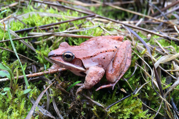 Tahukah Anda? Katak Spesis Ini Boleh Tahan Kencing Sehingga 8 Bulan ...