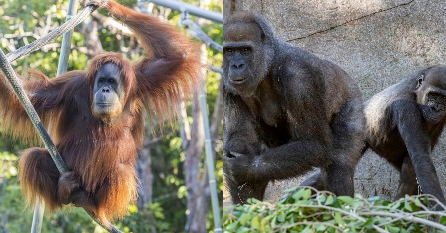 9 Ekor Beruk & Kera Di Zoo Di Amerika Dilapor Terima Suntikan Vaksin ...