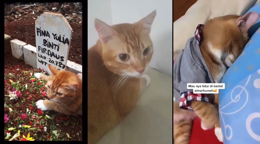 Si Oyen 'Menangis' Tak Berhenti, Sedih Meratap Pemergian Tuannya