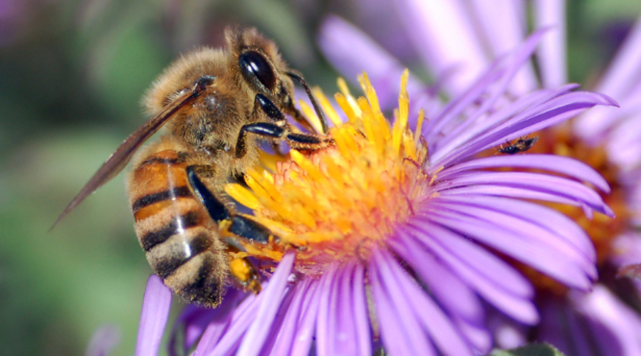 “Suka Buat Tarian,” Ini Lima Fakta Mengenai Lebah Yang Ramai Tak Tahu