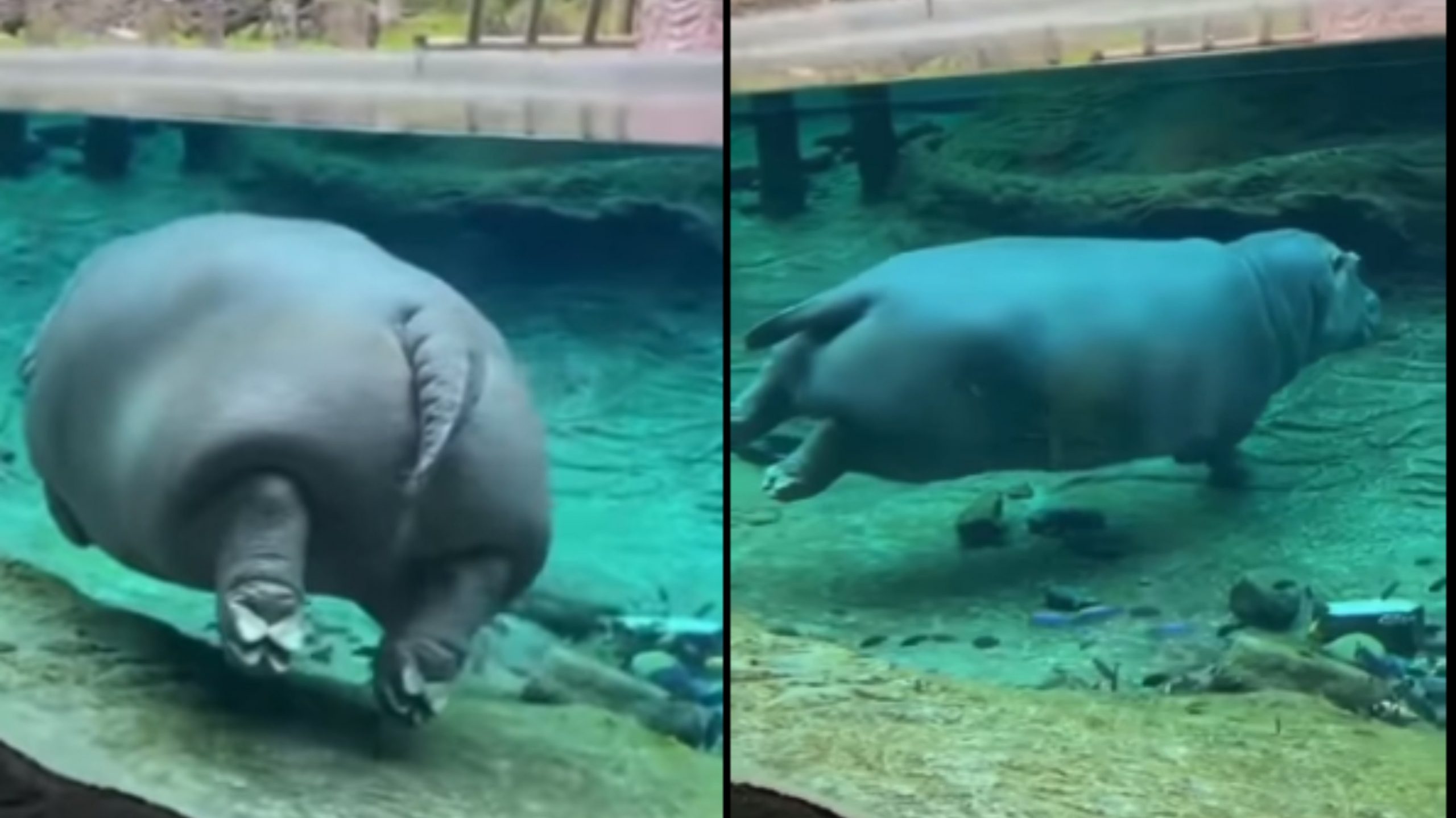 (Video) Comel, Begini Rupanya Cara Badak Air Berenang