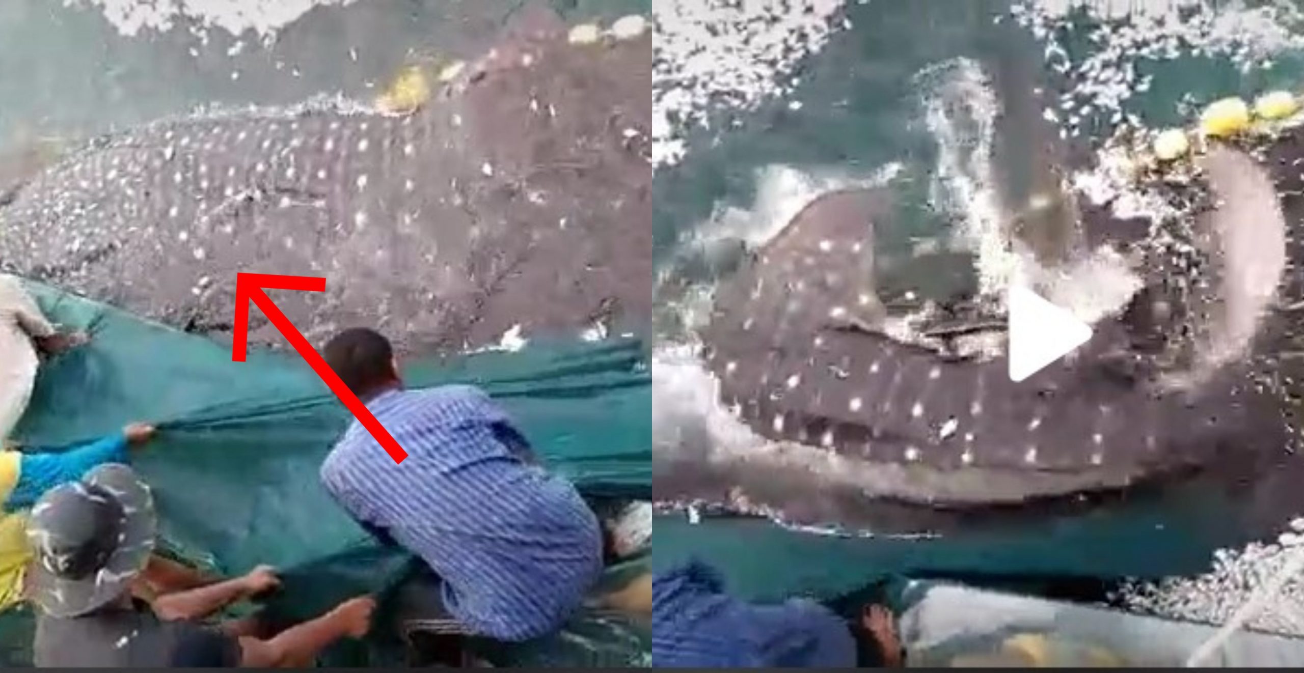 (Video) Kecoh, Pukat Ikan Susah Nak Tarik Sebab Berat, Rupanya Ada Ikan ...