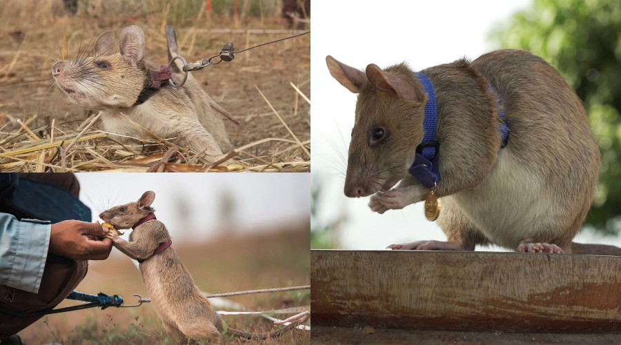 (Video) Lima Tahun Berbakti & Selamatkan Banyak Nyawa, Tikus Pengesan ...