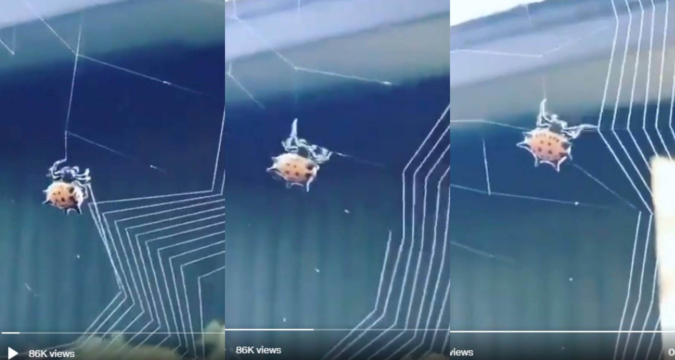 (Video) Kemas & Teliti, Macam Ni Rupanya Cara Labah-labah Bina Sarang