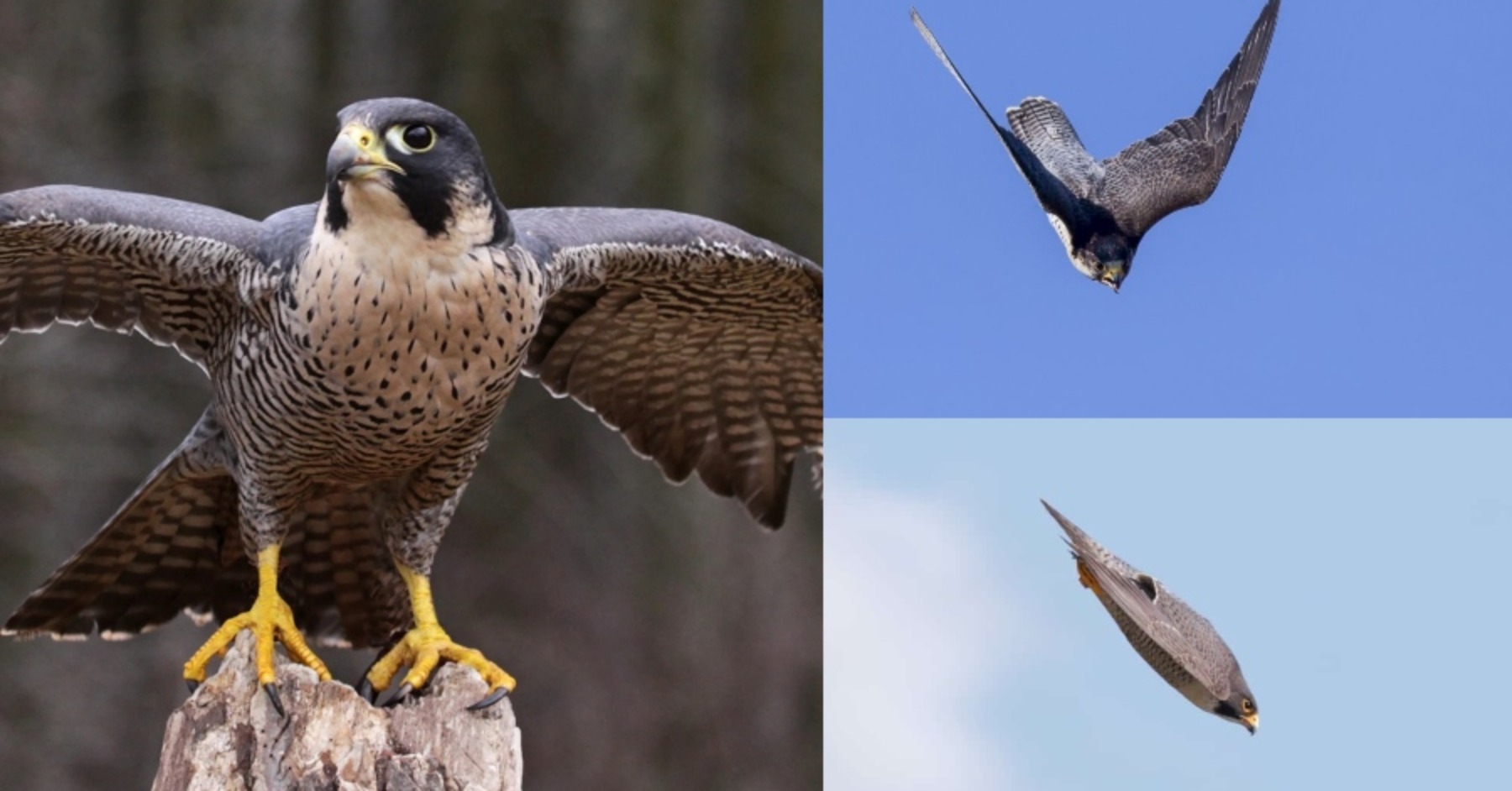 (Video) Helang Terpantas Di Dunia, Kenali Helang Peregrine Dengan ...