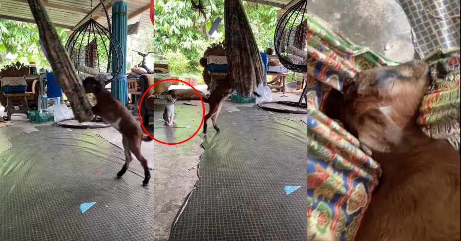 (Video) Gelagat Comel Anak Kambing Gigih Nak Masuk Buaian, Akhirnya ...