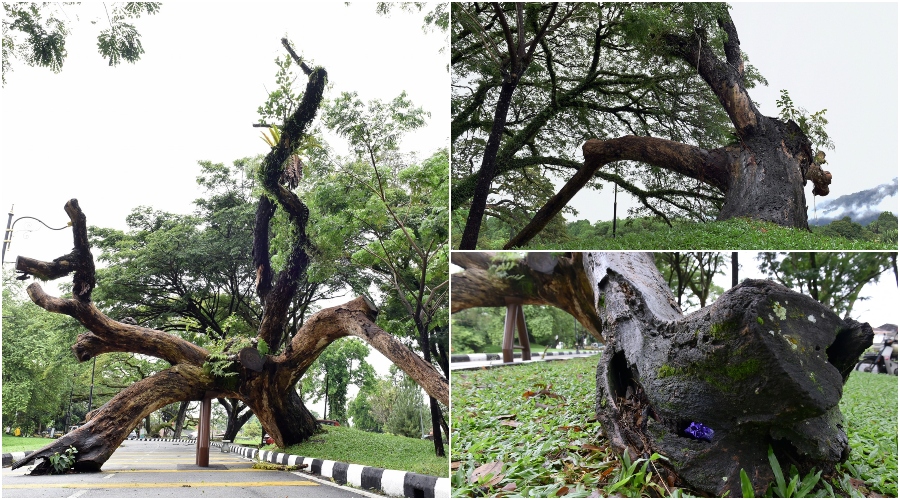 Megah 'Berdiri' Selama 136 Tahun, Pokok Hujan-hujan Di Taman Tasik ...
