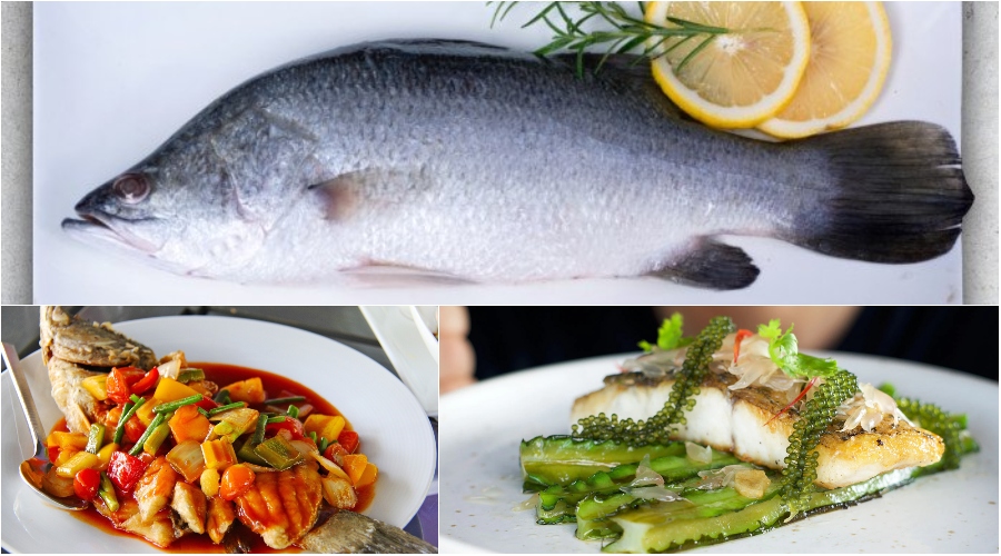 Turut Jadi Menu Popular Di Australia, Ini 'Sejarah Hidup' Ikan Siakap ...