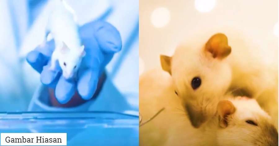 Patutlah Asyik Guna Tikus Untuk Eksperimen Makmal, Rupanya Ini Sebabnya