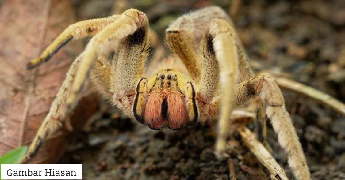 Pelanggan Pasar Raya Terkejut, Jumpa Kepompong Labah-Labah Berbisa Pada ...