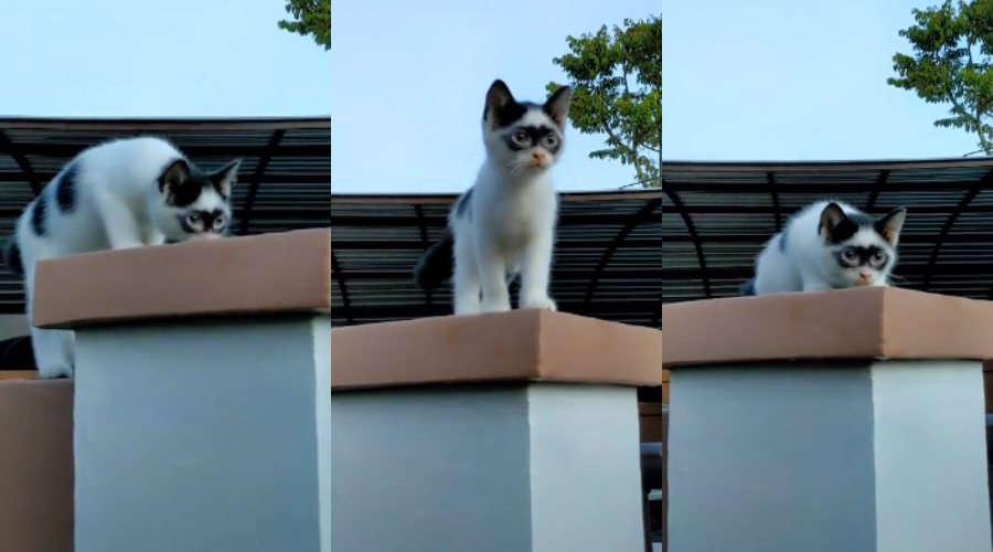 (Video)”The Cat Of Zorro,” Aksi Kucing ‘Bertopeng’ Buat Ramai Tertarik