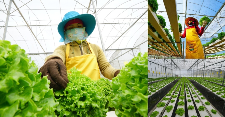 Pensijilan myGAP. PF (Pesticide Free) Memberi Sumbangan Penting Kepada ...