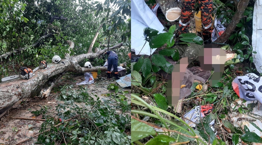 Lelaki Warga Emas Maut Dihempap Pokok Tumbang