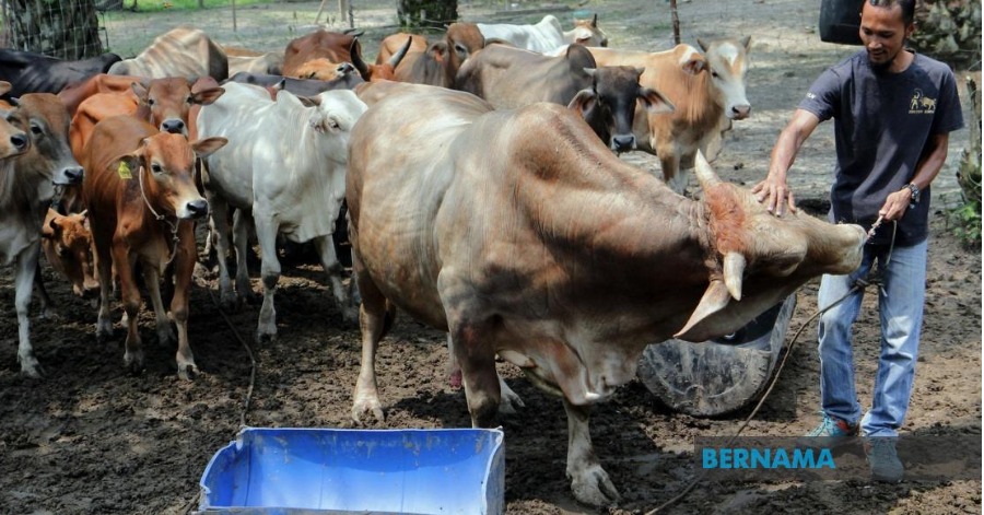 Zakar Lembu Halal Ke Untuk Dimakan? Ini Penjelasan Dr Zulkifli