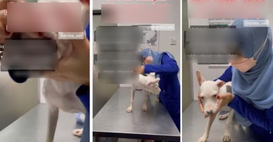 Kenapa Doktor Haiwan Rawat Anjing Tak Pakai 'Glove'? Ini Penjelasannya