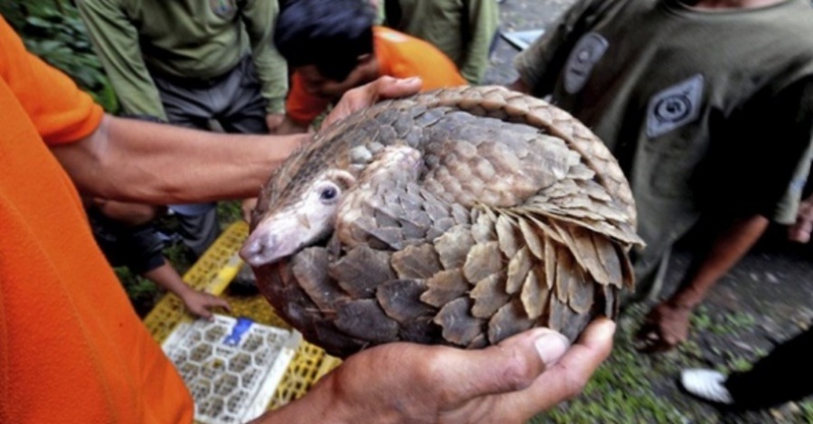 Tenggiling Sunda Di Sabah Dikhuatiri Pupus Akibat Pemburuan Haram