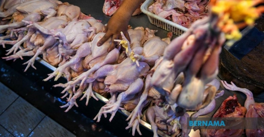 Harga Ayam Standard Di Kl Lebih Murah Dalam Masa Terdekat