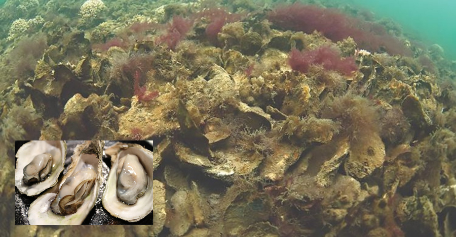 Tolong Tapis Kotoran Laut, Kenali Habitat Tiram, Hidupan Penting Untuk ...