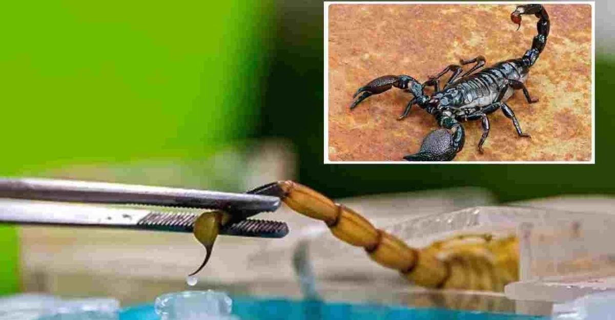 Bisa Bernilai, Peladang Ini Ternak Kala Jengking, Jual Bisa Harga Cecah ...