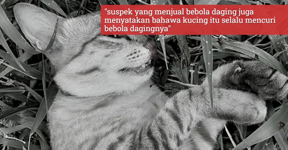 Berang Kucing Kesayangan Terbunuh, Wanita Nekad Lapor Bapa Pada Polis