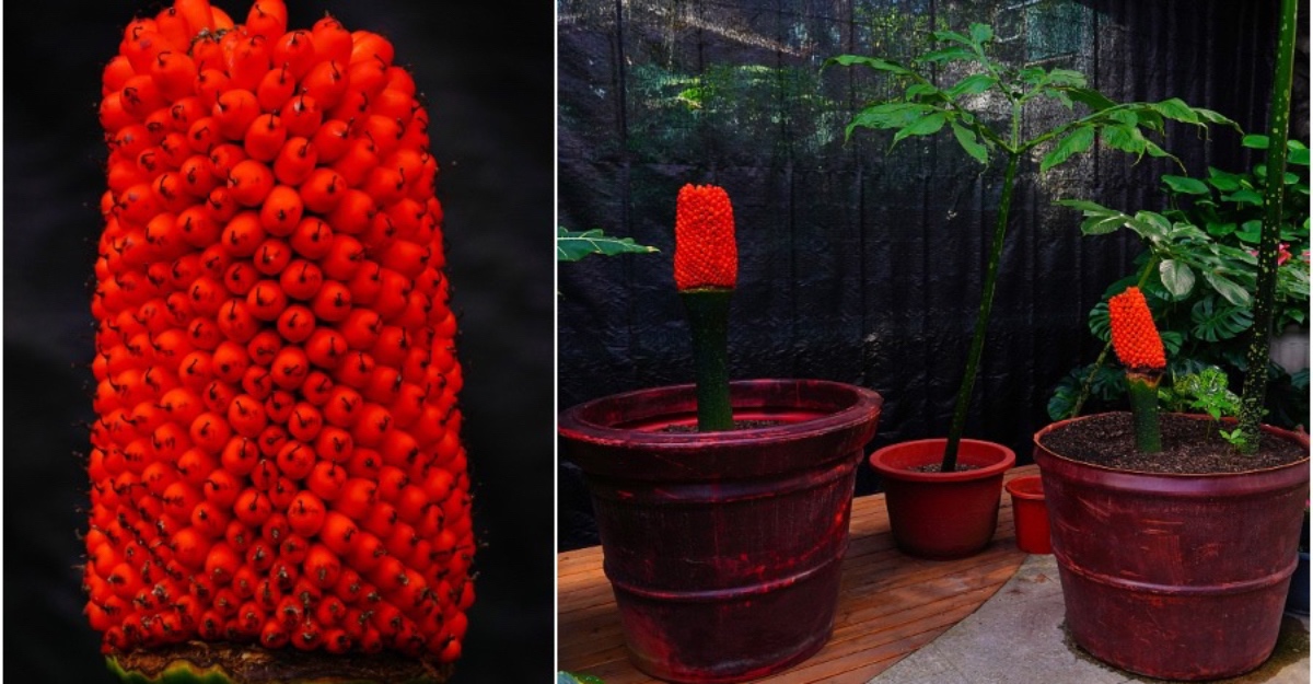 Pokok 'Bunga Mayat' Buat Pertama Kalinya Keluarkan Buah Di Taman Botani ...