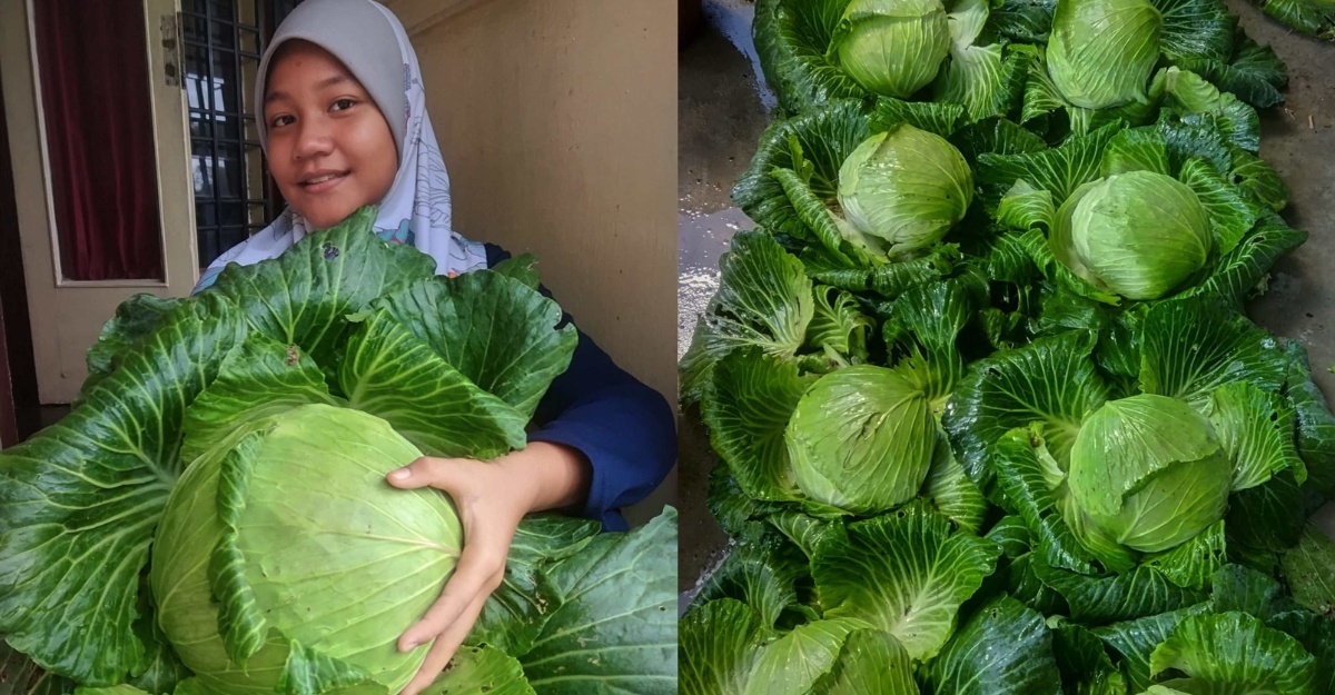 Sabar Menanti Hasil, Wanita Ajar "Step" Tanam Kobis Sampai Tumbuh Mekar & Terbentuk Cantik