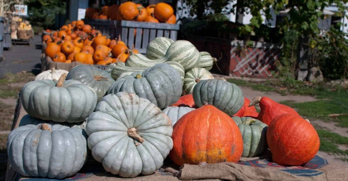 Ada Yang "Colour" Biru, Pakar Dedah Labu Sebenarnya Terdapat Dalam ...