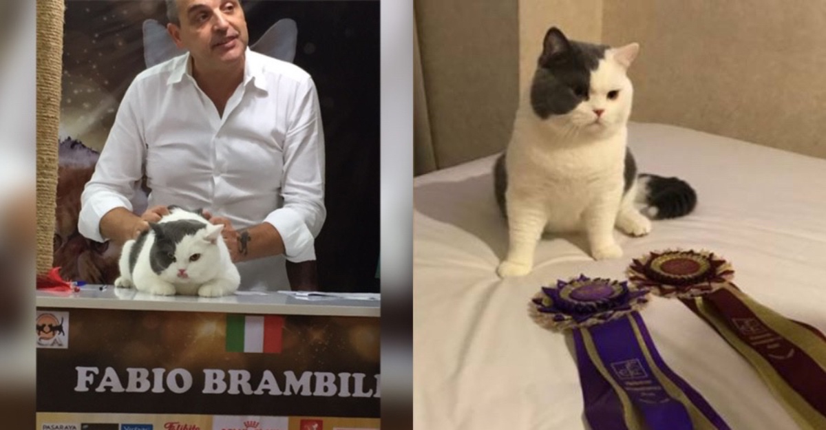 Elwin Bawa Nama Malaysia Bersaing Dengan Kucing Dari Seluruh Dunia