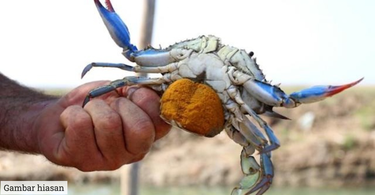 Ayah Makan Ketam Hidup-hidup, Balas Dendam Anak Kena Kepit